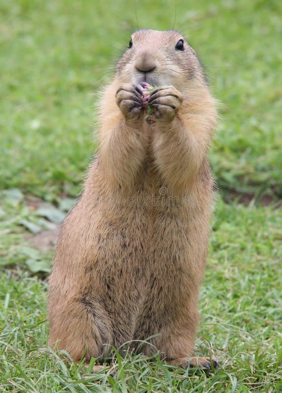Prairie dog stock photo. Image of teeth, hungry, cave - 75150910