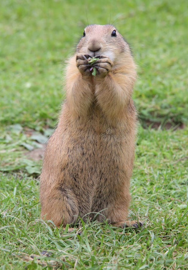 Prairie dog stock photo. Image of prairie, teeth, vegetarian - 75151178