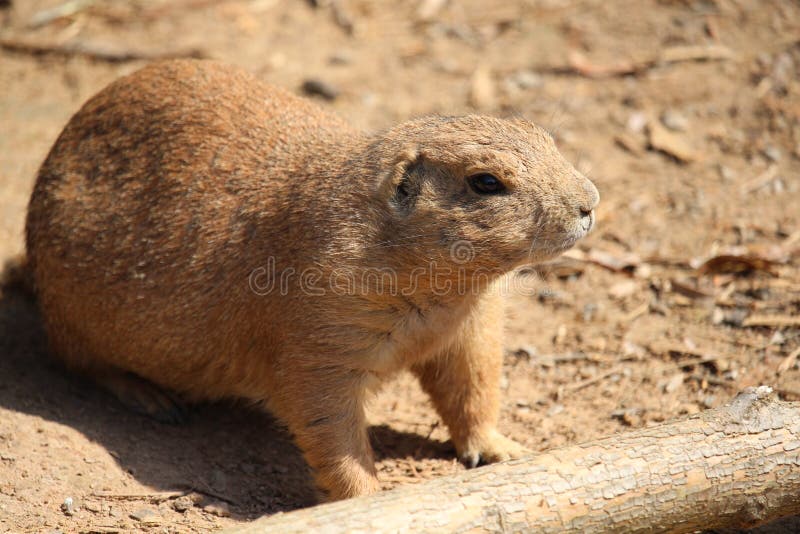 Prairie dog stock image. Image of nose, squirrel, feet - 56779921