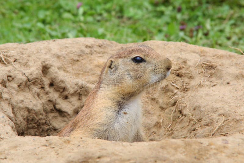 Digging prairie dog stock photo. Image of hole, animal - 32974580