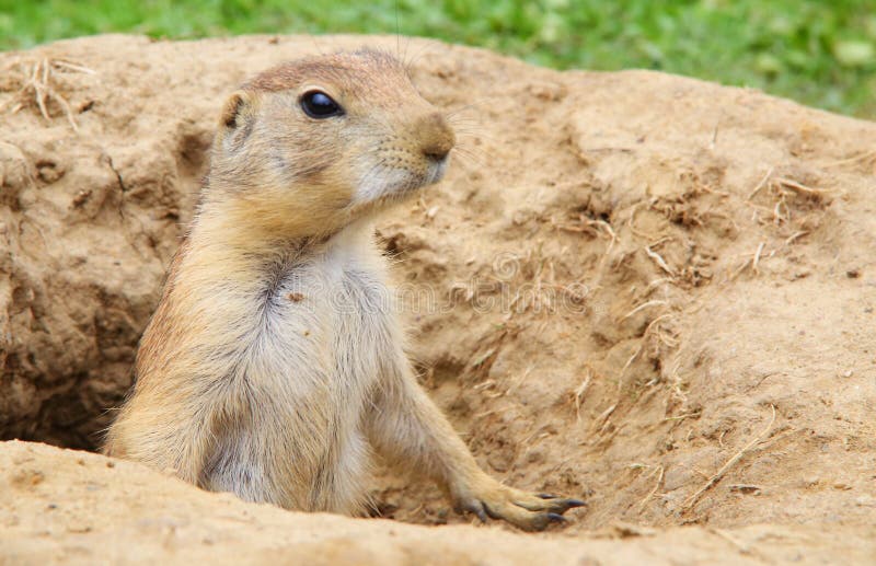 Prairie Dog Hole Stock Photos - Download 1,448 Royalty Free Photos