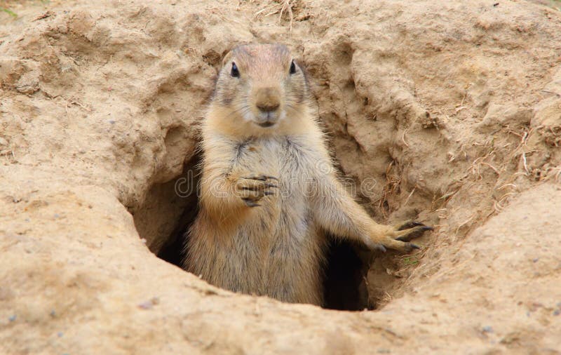 Prairie dog stock photo. Image of vegetarian, digging - 75149056