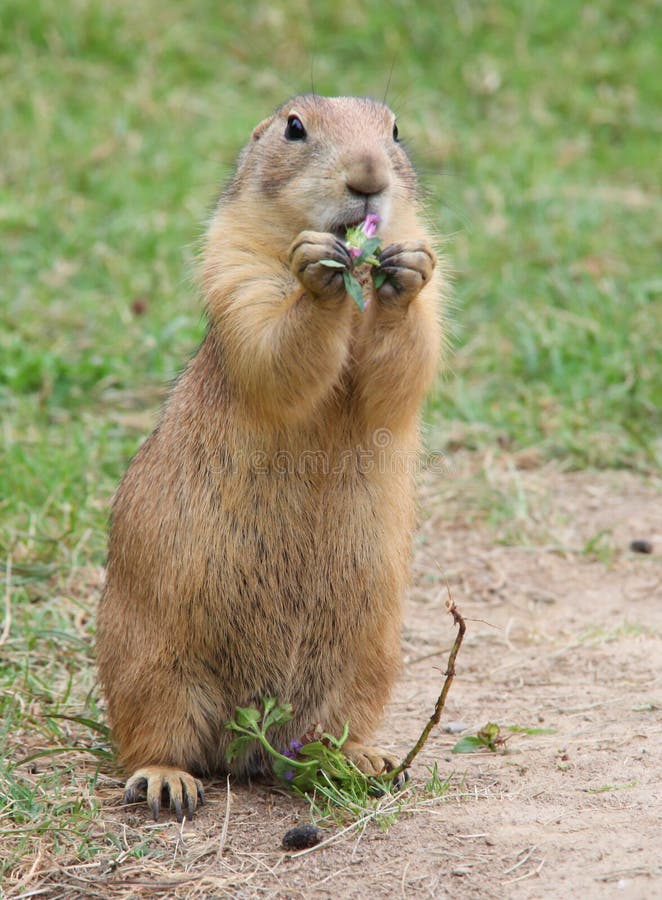 Prairie dog stock photo. Image of teeth, hungry, cave - 75150910