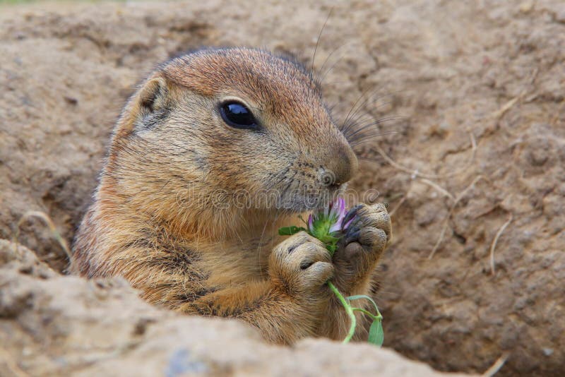 Prairie dog stock image. Image of teeth, hole, sweet - 75151737