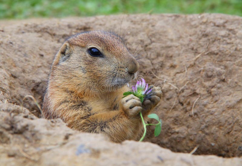 Prairie dog stock photo. Image of teeth, hungry, cave - 75150910