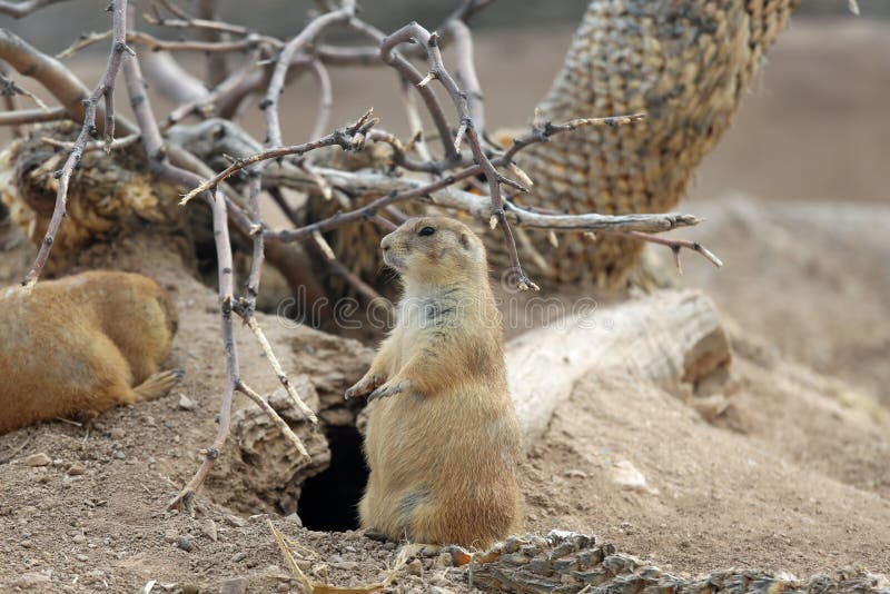 Prairie dog in the desert stock image. Image of ground - 27573337