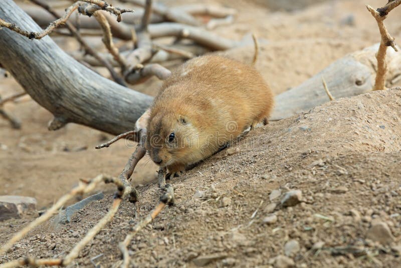Prairie dog in the desert stock photo. Image of stare - 27573364