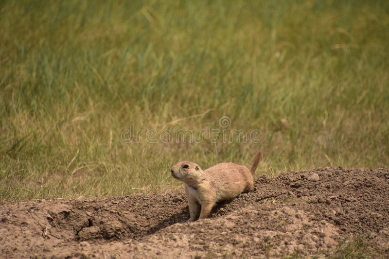 Prairie Dog Digging a Burrow on a Prairie Stock Image - Image of marmot ...