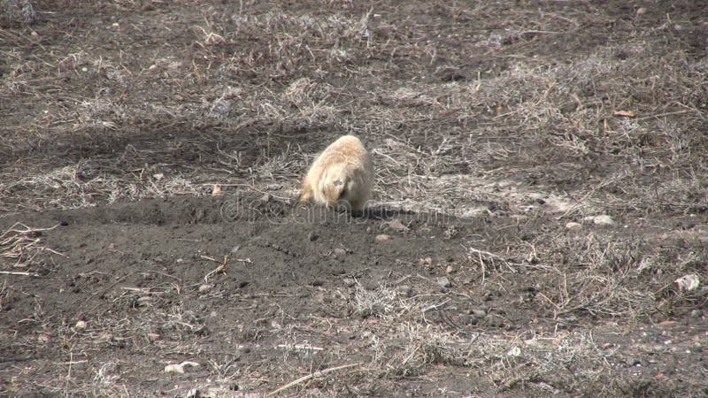 American Prairie Dog Digging Stock Footage - Video of squirrel, nature ...