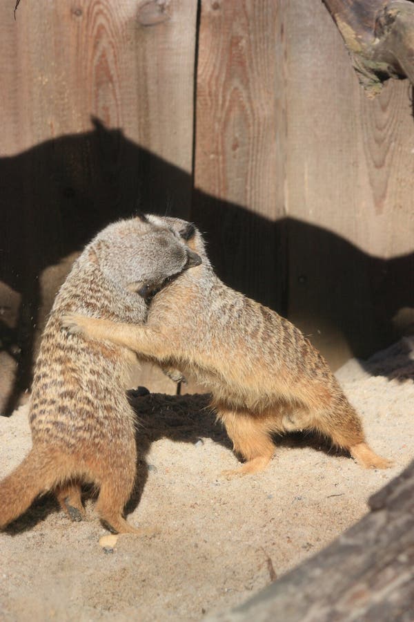 Prairie dog stock image. Image of fighting, prairie, quarrel - 51782035