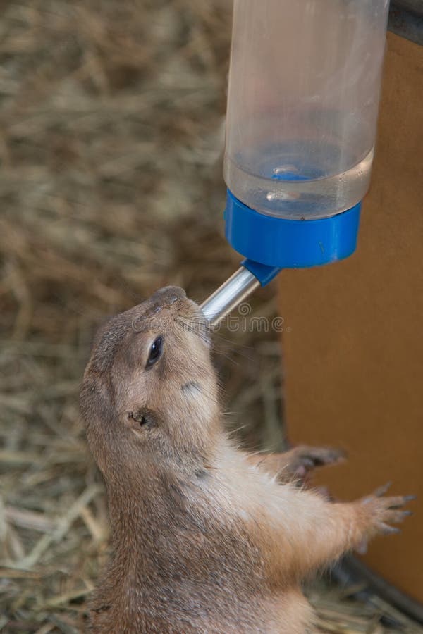 Prairie Dog is Drinking Water. Stock Image - Image of rodentia ...
