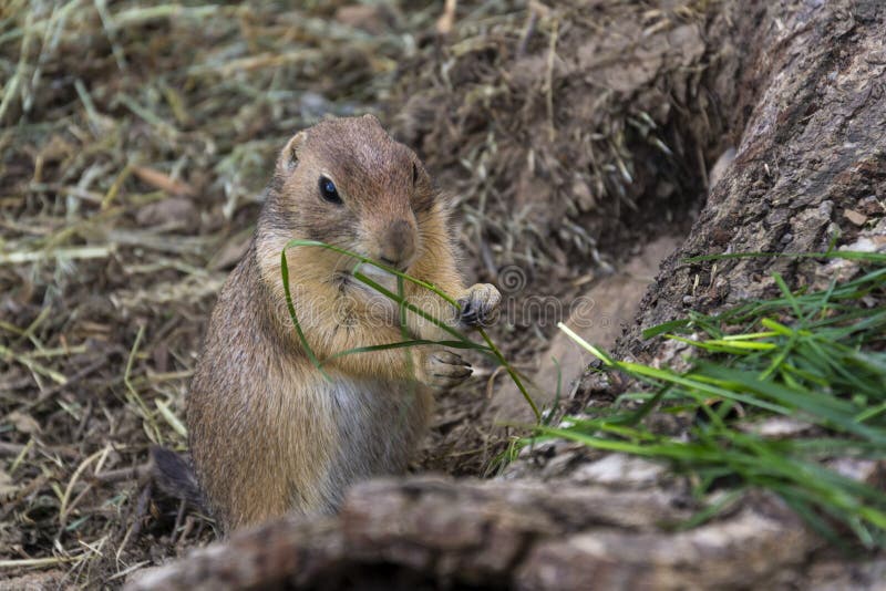 Prairie Dog Eat Green Grass Stalk on Tree Trunk Stock Image - Image of ...