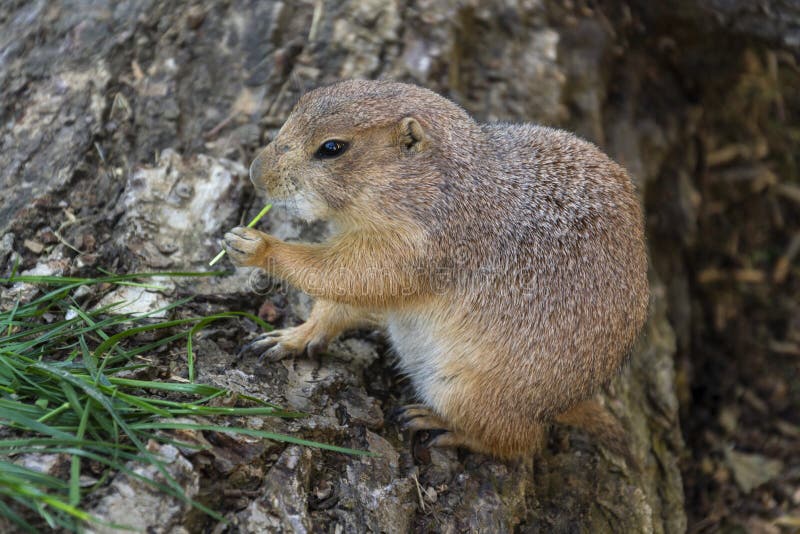 Prairie Dog Eat Green Grass Stalk on Tree Trunk Stock Photo - Image of ...