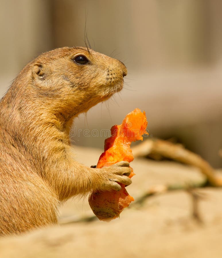A prairie dog is eating stock photo. Image of hair, carrot - 23606198