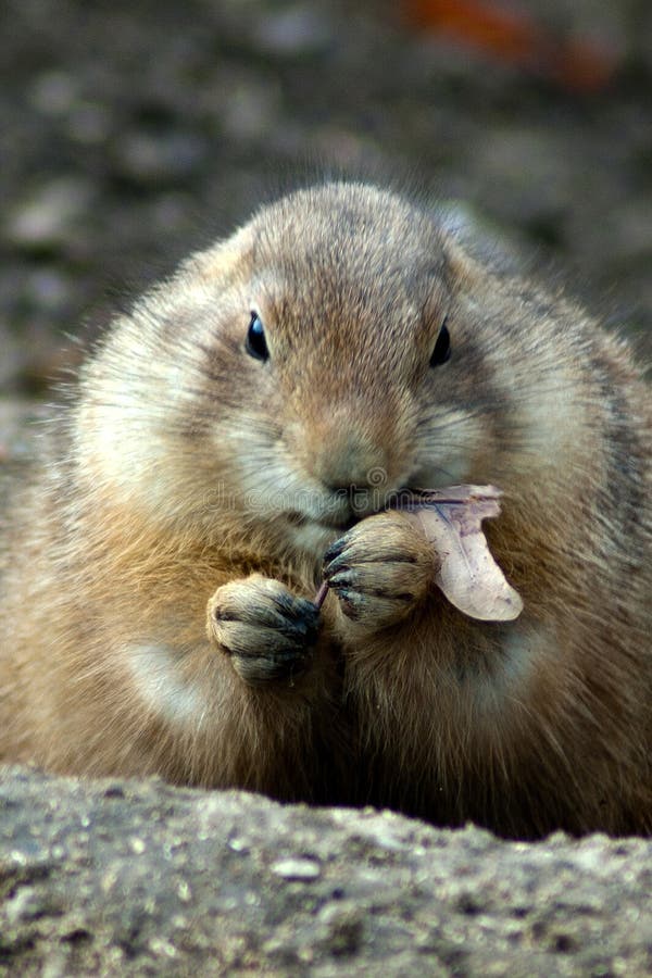 Prairie dog eating stock photo. Image of rodent, food - 24180978