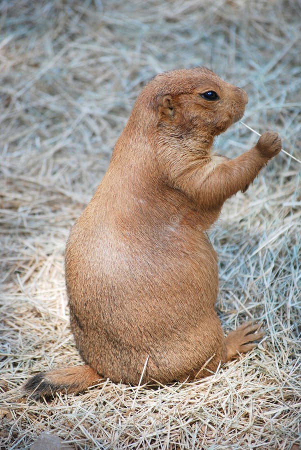 Prairie Dog Eating stock photo. Image of rodents, burrow - 26688164