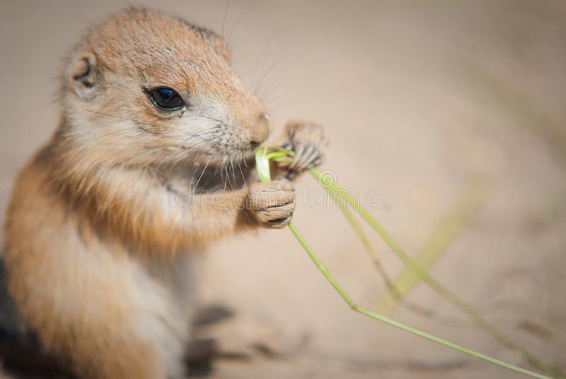 Prairie dog eating stock image. Image of wildlife, squirrel - 27916265
