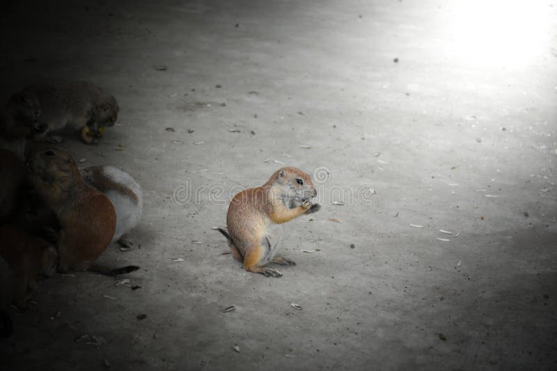 Prairie Dog is Eating Alone and is Separated from the Group on Gray and ...
