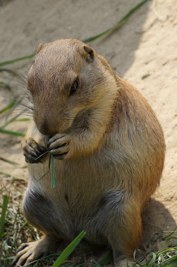 Prairie dog eating stock photo. Image of nature, prairiedog - 40748662