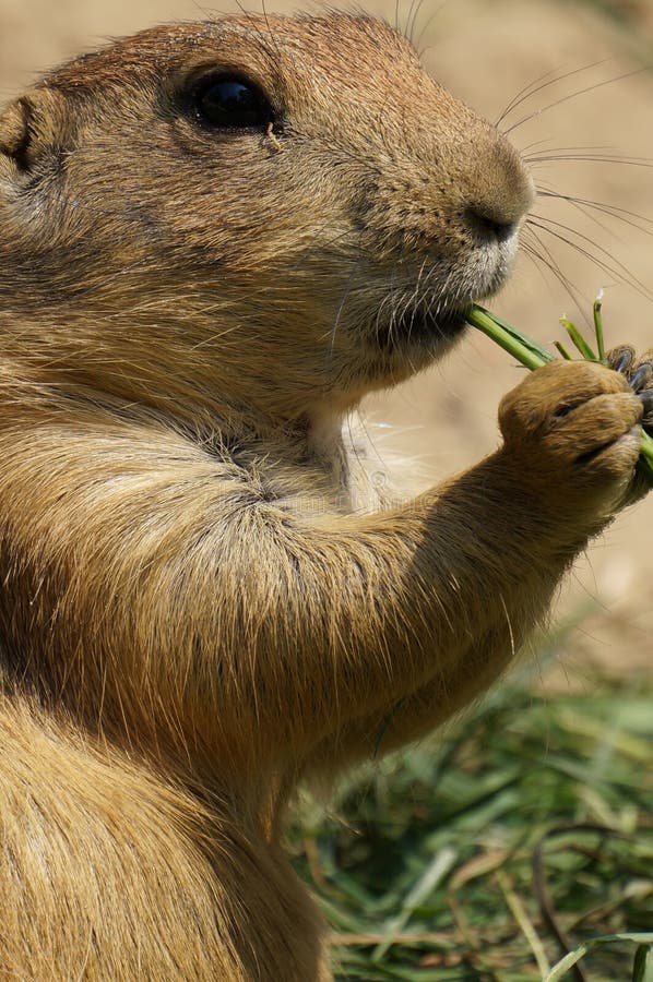 Prairie dog eating stock photo. Image of whiskers, animal - 40748670