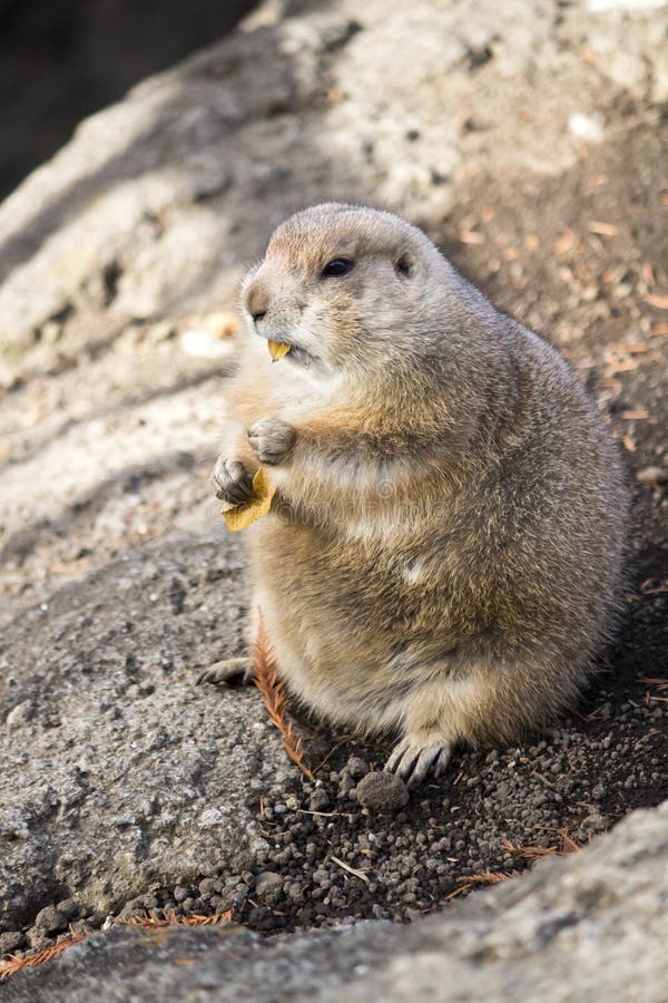 Prairie Dog Eating Fallen Leaf Stock Photo - Image of prairie, wild ...