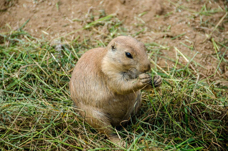 Prairie dog eating stock photo. Image of rodent, prairie - 97815144