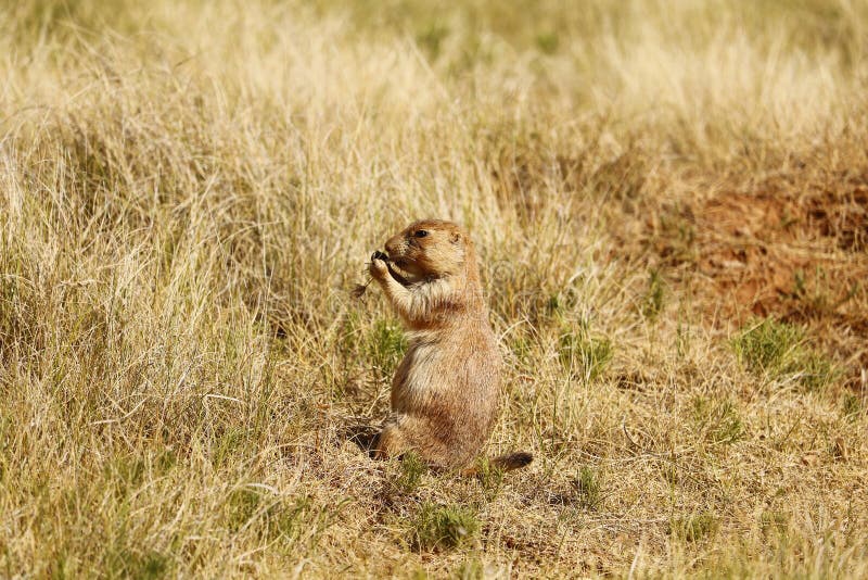 Prairie Dog Eating Flower stock photo. Image of america - 36420240