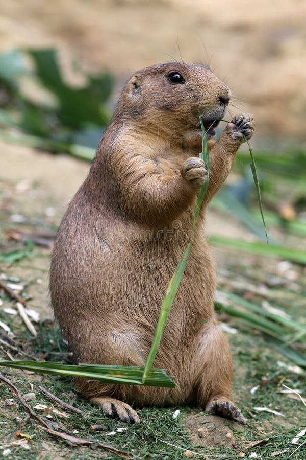 Prairie dog stock photo. Image of looking, head, dogs - 75338082