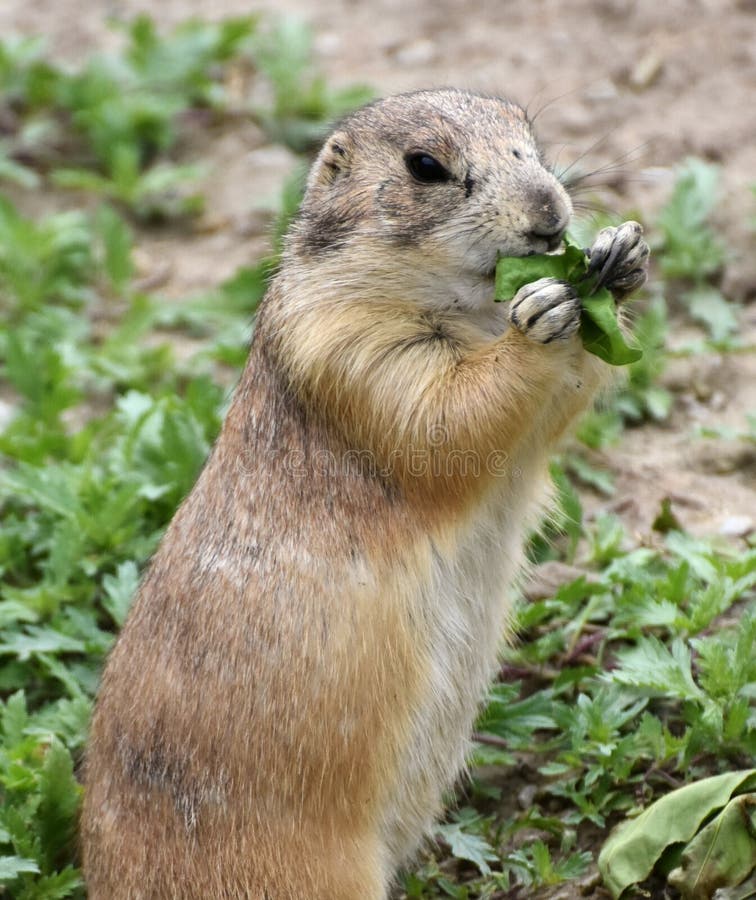 Prairie Dog Eating stock photo. Image of nebraska, rodent - 397110940