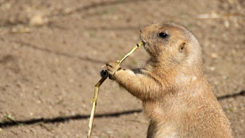 Prairie dog eating stock photo. Image of cute, animal - 146814830