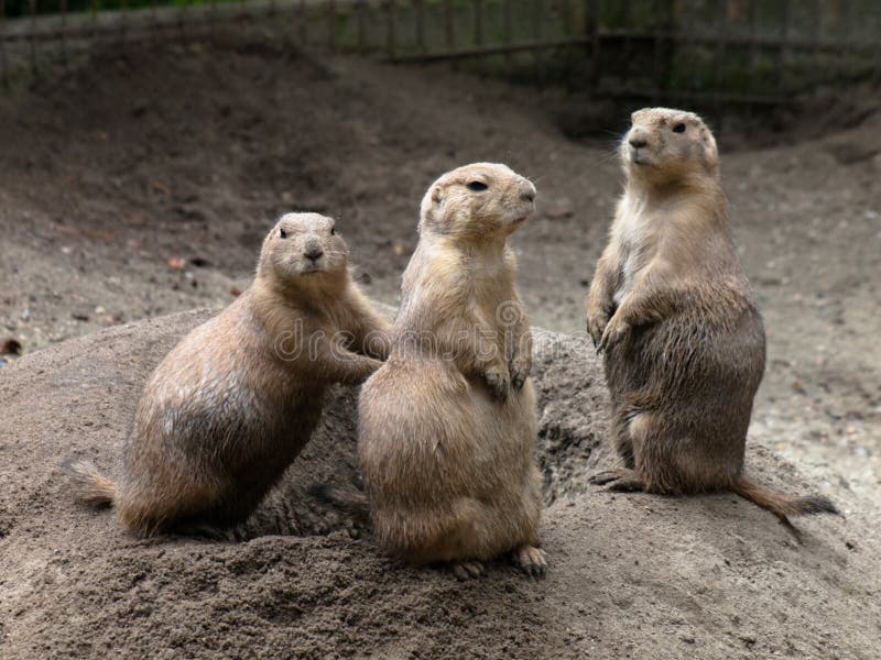 Trio of Prairie Dogs - Group Hug Stock Photo - Image of rodents, ground ...