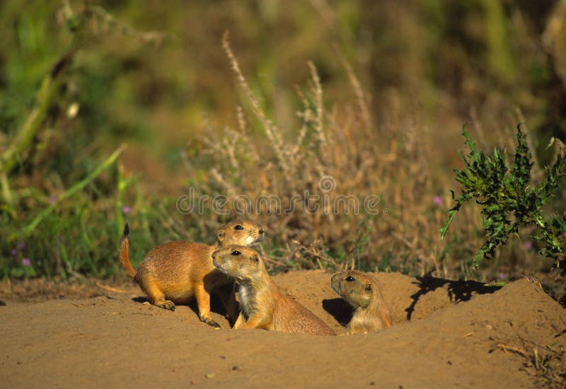 Prairie Dog Family stock photo. Image of animal, burrow - 14186292