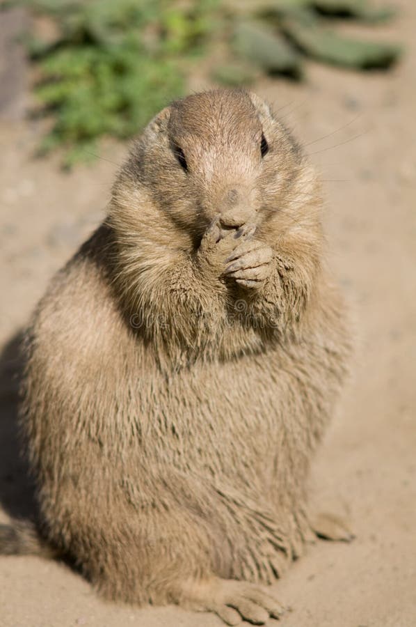 Prairie Dog Feeding stock photo. Image of food, sunshine - 13756934