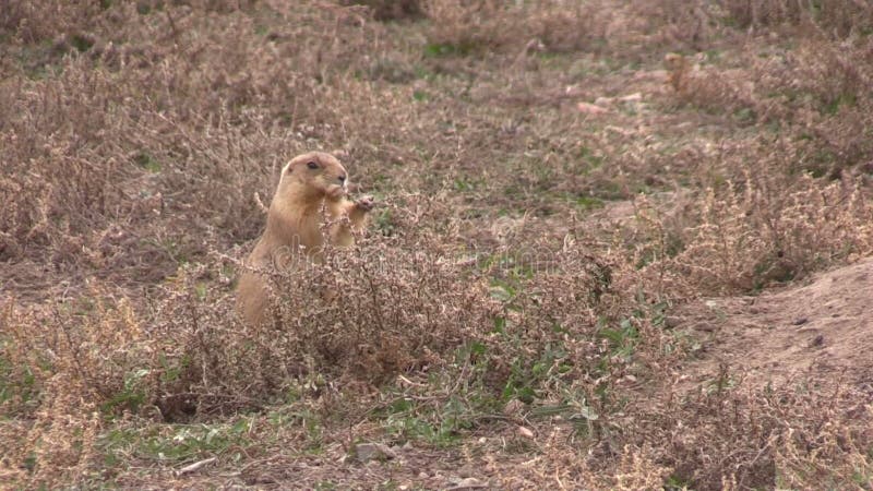 Prairie Dog Feeding stock photo. Image of food, sunshine - 13756934