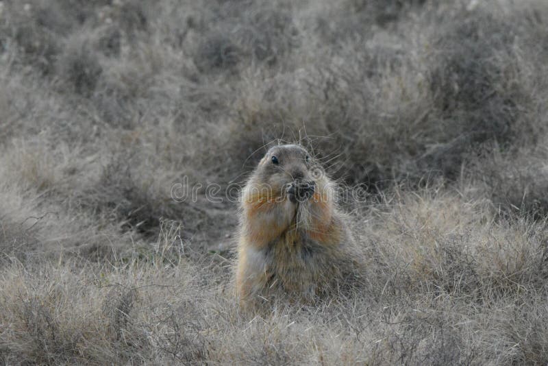 Prairie Dog Feeding stock photo. Image of food, sunshine - 13756934