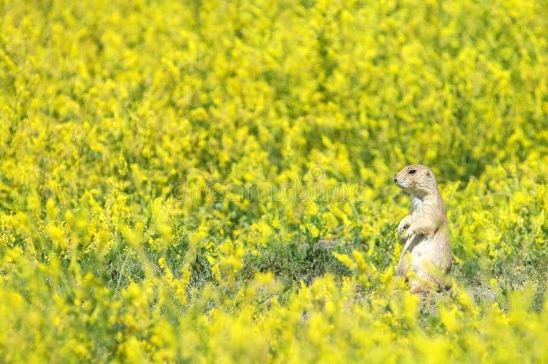 Prairie Dog Field stock image. Image of mustard, field - 2821861