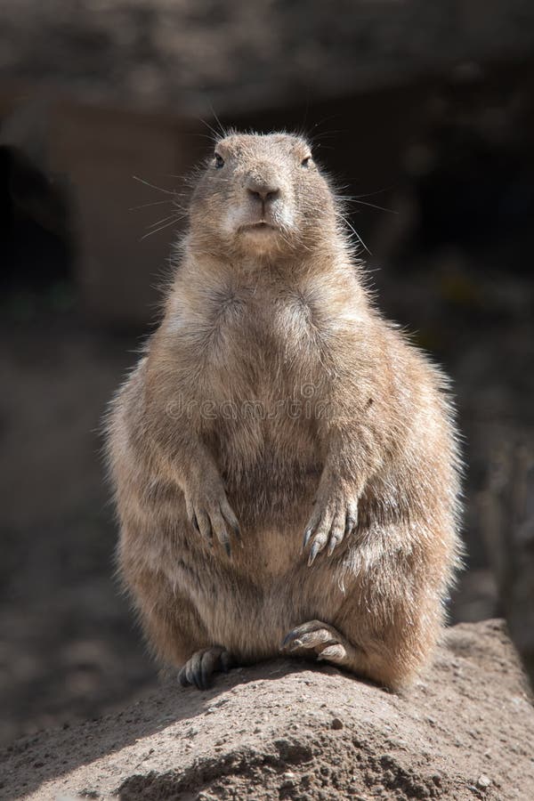 Prairie Dog Standing Upright Stock Photo - Image of wildlife, sand ...