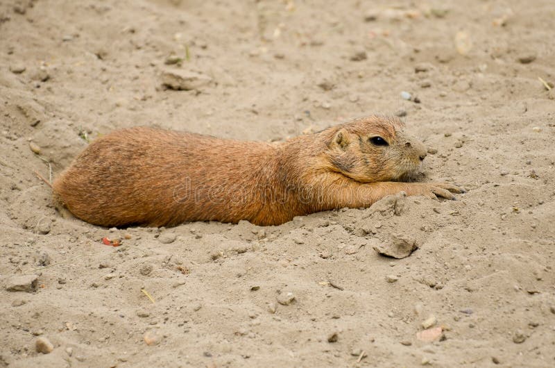 Prairie dog genus Cynomys stock photo. Image of curious - 140783168