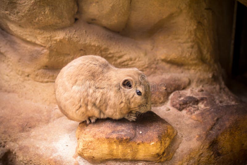 Prairie Dog gopher stock image. Image of gopher, friends - 91342533