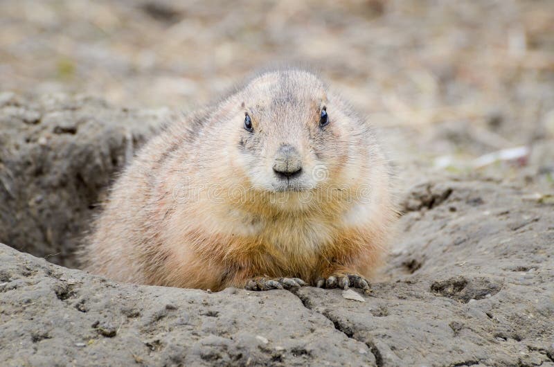 Prairie Dog - Groundhog - Gopher Cynomys Stock Image - Image of eyes ...