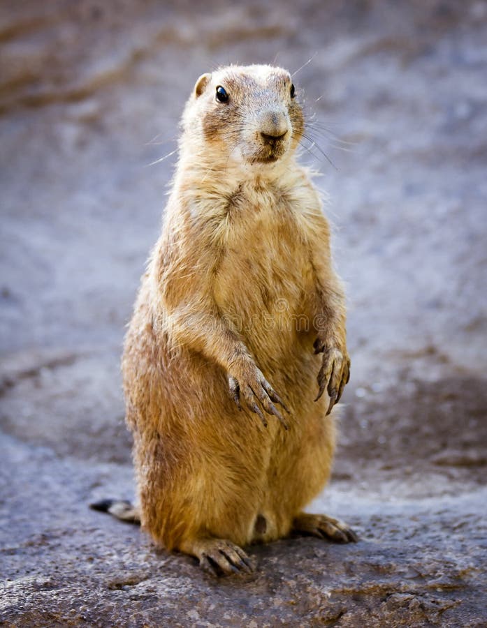 Prairie dog on guard stock photo. Image of rodent, watching - 9105716
