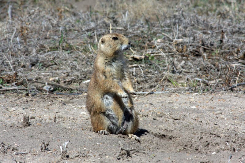 Prairie dog on guard stock photo. Image of watching, guarding - 9105732