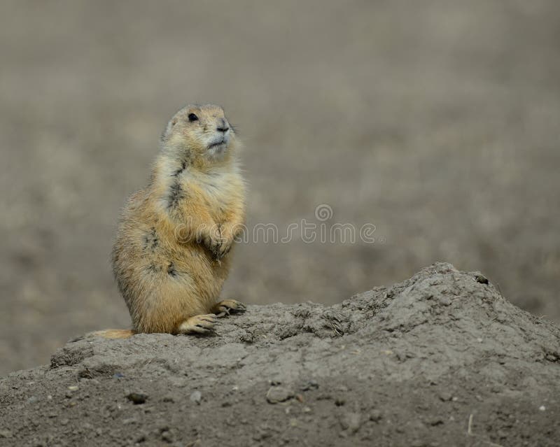 Prairie Dog Guarding His Hole Stock Image - Image of guard, grassland ...