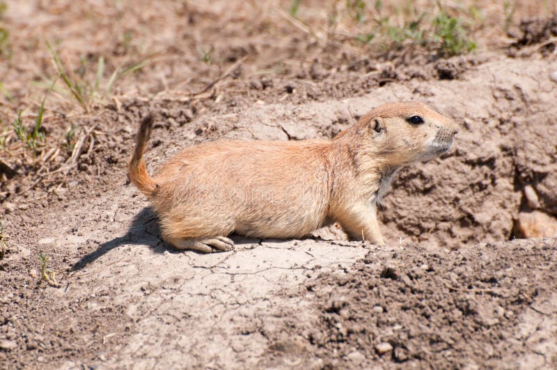 Black-tailed Prairie Dog Peeking Out of Its Burrow Stock Photo - Image ...