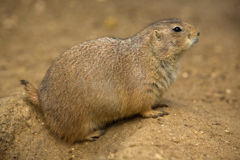 Mole hills stock image. Image of mammals, moles, hills - 596033