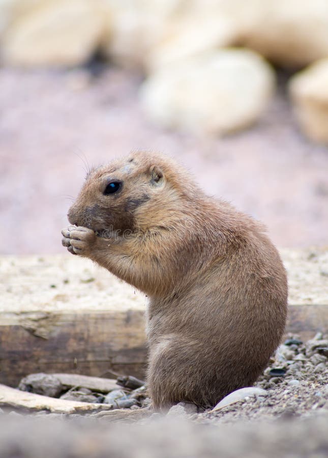 Prairie dog stock image. Image of mouth, chewing, nicely - 41702609