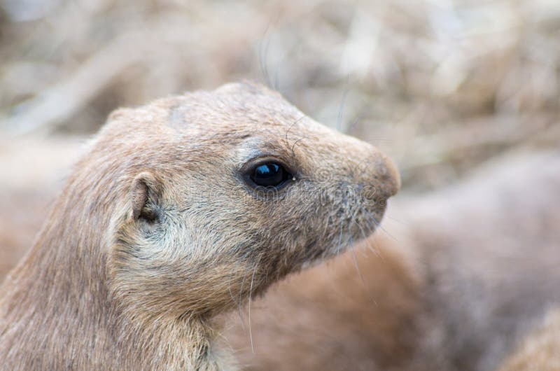 Prairie dog stock image. Image of biting, ground, pets - 41702743