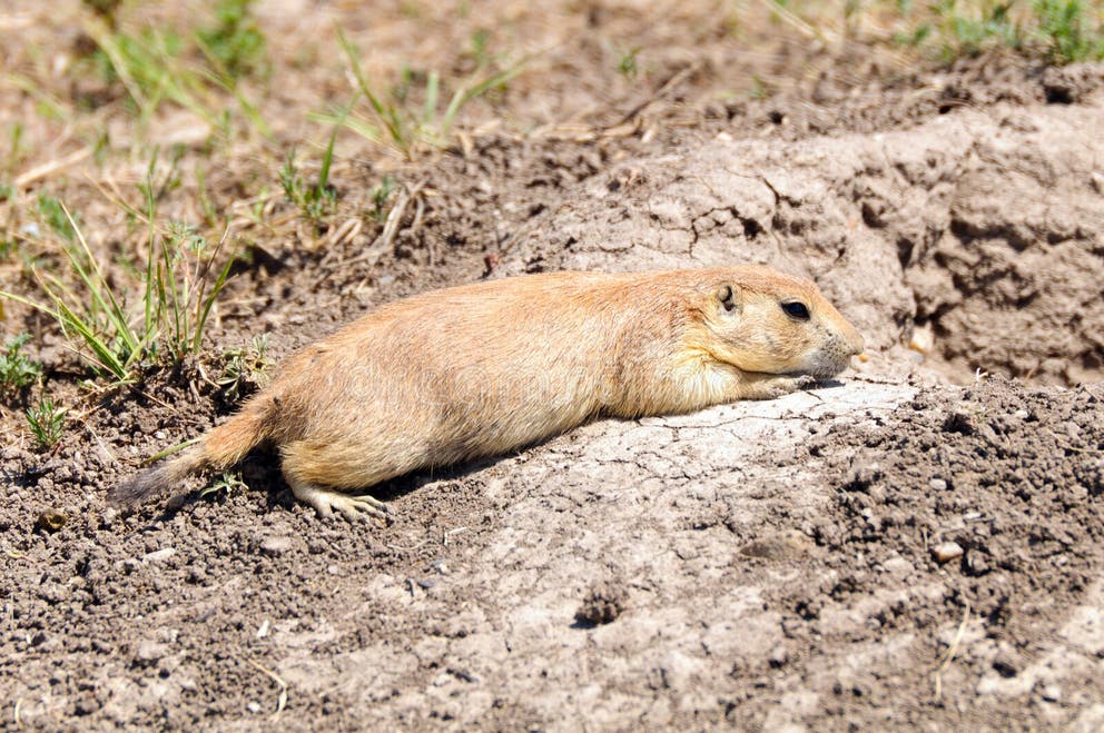 Prairie Dog at its Den stock image. Image of mammal, desert - 23816139