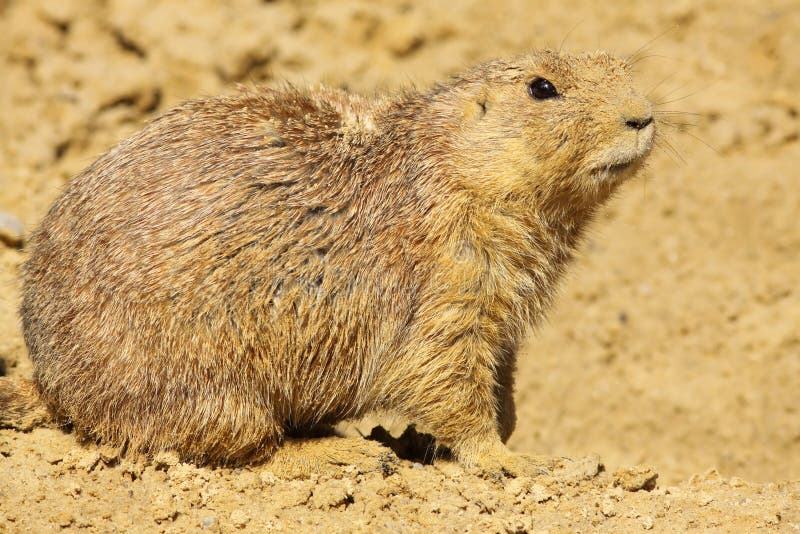 Prairie dog looking angry stock photo. Image of sand - 12234188