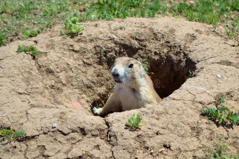 1,070 Prairie Nest Stock Photos - Free & Royalty-Free Stock Photos from ...